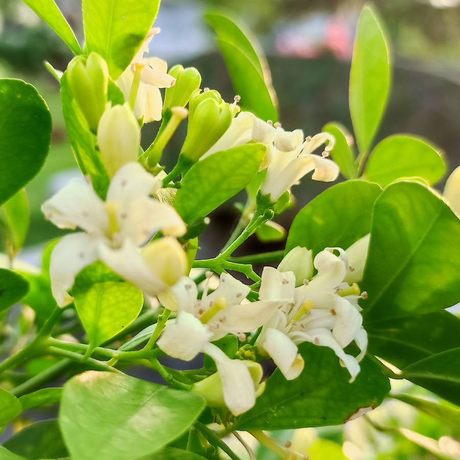 AKedOLR34DIzBhy4z4WzDQIu1_dsiEDhn9MVJ3L15ZZu=s900-c-k-c0x00ffffff-no-rj