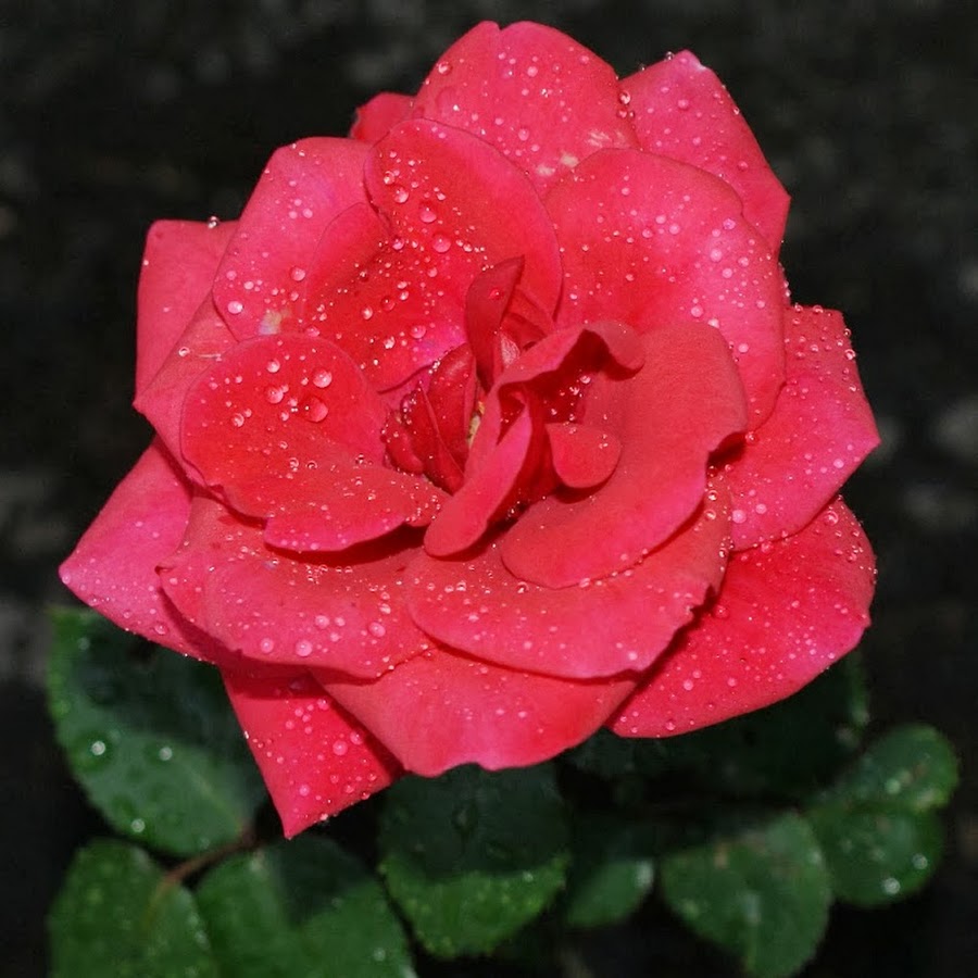 AKedOLR5A6eA6f9mBDKlUqe9TCEAM1vMb0CuAmcp2Ytw=s900-c-k-c0x00ffffff-no-rj