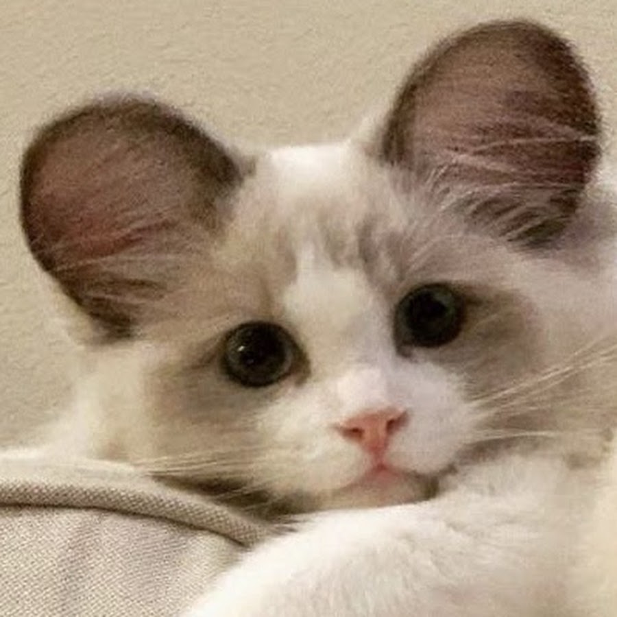 AKedOLRJDA_hKMrMdngQ02QbTzRmhtmmu_5s6KLNH4tQ=s900-c-k-c0x00ffffff-no-rj