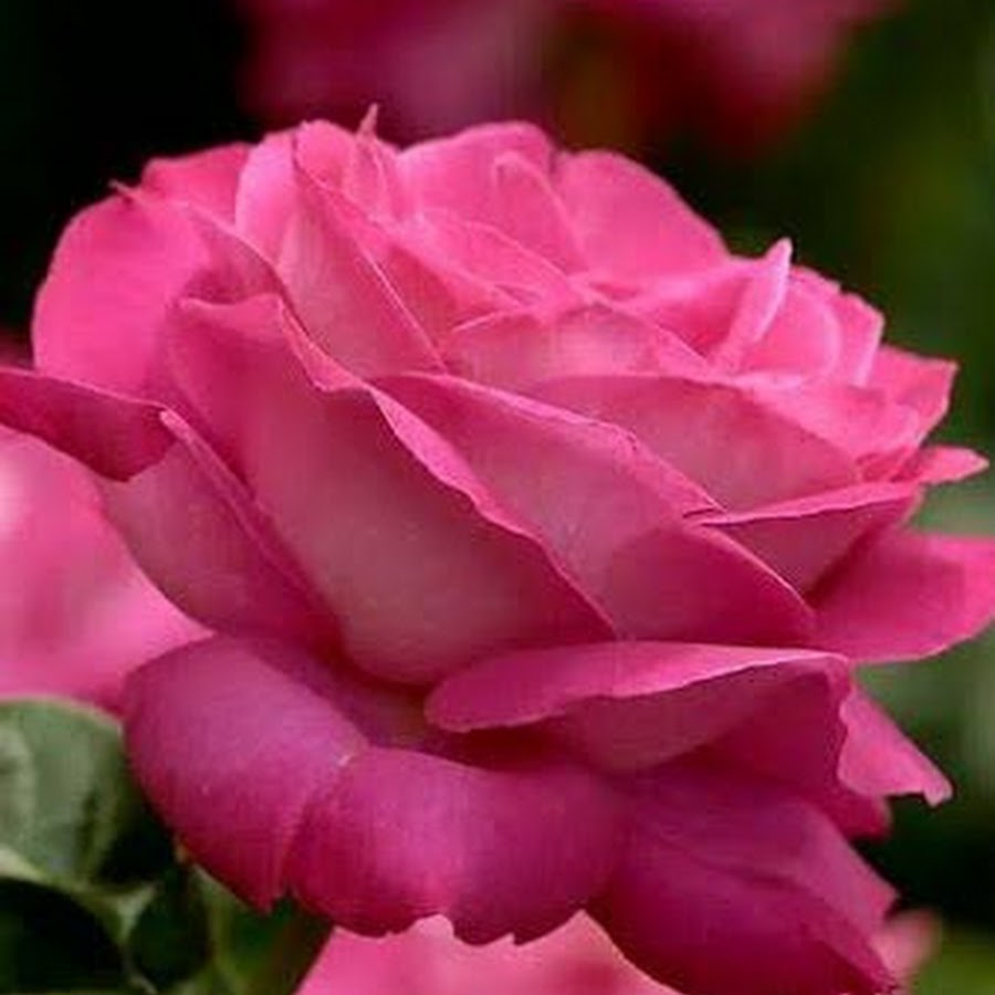 AKedOLRWW_R-YqjEZU-0t4G9RGSRk61PoAAGxGLK05xLug=s900-c-k-c0x00ffffff-no-rj