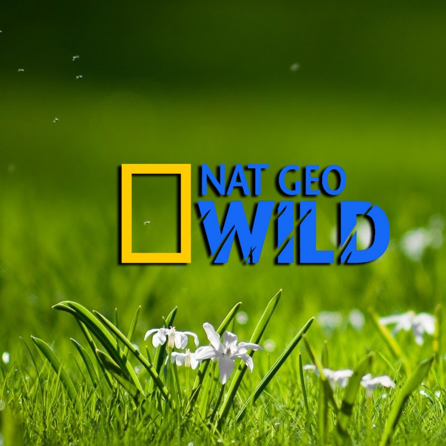 AKedOLRfhjhBlvXHL_ROVEQh8Y07wIel9mBg0VHqtK9U=s900-c-k-c0x00ffffff-no-rj