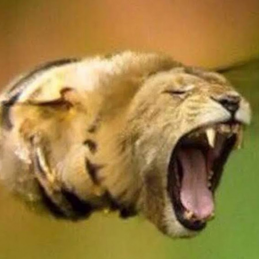 AKedOLS2w0KCixZwvjKkz6BrQDe6uGxjBekuxmF6Qc8onA=s900-c-k-c0x00ffffff-no-rj