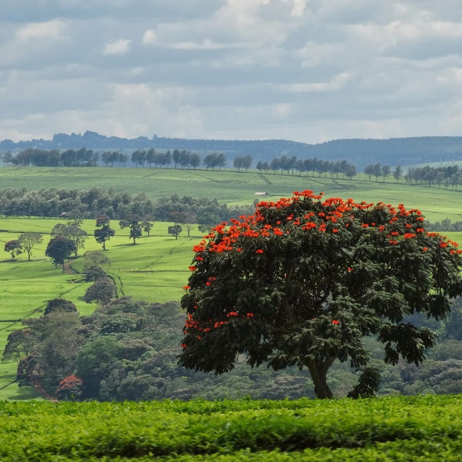 AKedOLS37y7NP7Z1MngNf2-YXnzhqGDlx5KXDAbj9qPeWbs=s900-c-k-c0x00ffffff-no-rj