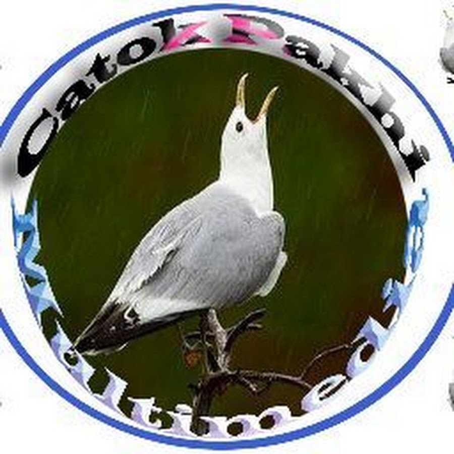 AKedOLSPNTrS7GWLPzQFdWgREkEiqAXDTGrD6KmCMAI3Gg=s900-c-k-c0x00ffffff-no-rj