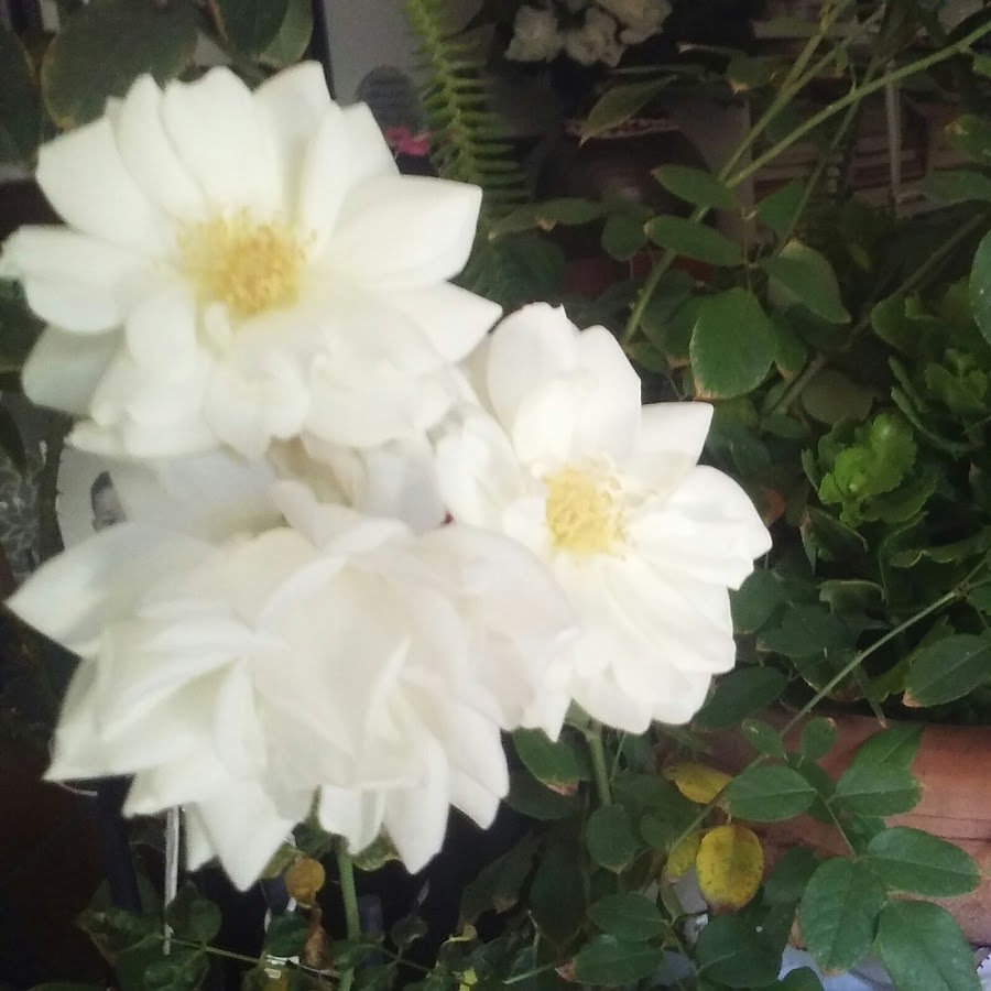 AKedOLSiEh9Px0ZTZCoKqtp3BNLmA6pBG1egpsXjE1AJzw=s900-c-k-c0x00ffffff-no-rj