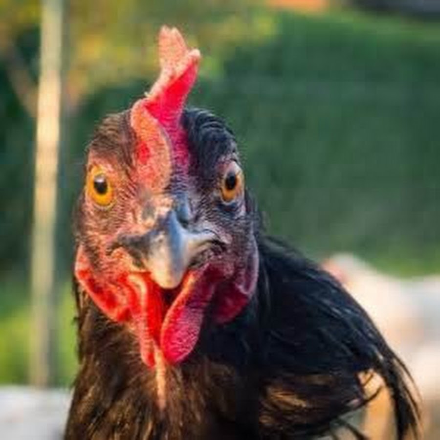 AKedOLSiWJPe7X1imNvDE4bt3MhGvhuFvAR6-XNC-6VeiQ=s900-c-k-c0x00ffffff-no-rj