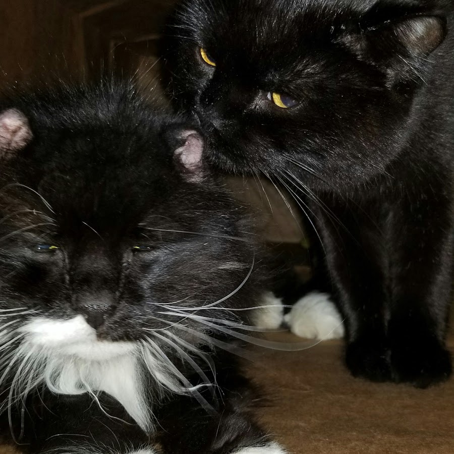 AKedOLSmuTU1X8Dva7QAb9oElJMINTZYJLmm0gm6ImtIrQ=s900-c-k-c0x00ffffff-no-rj