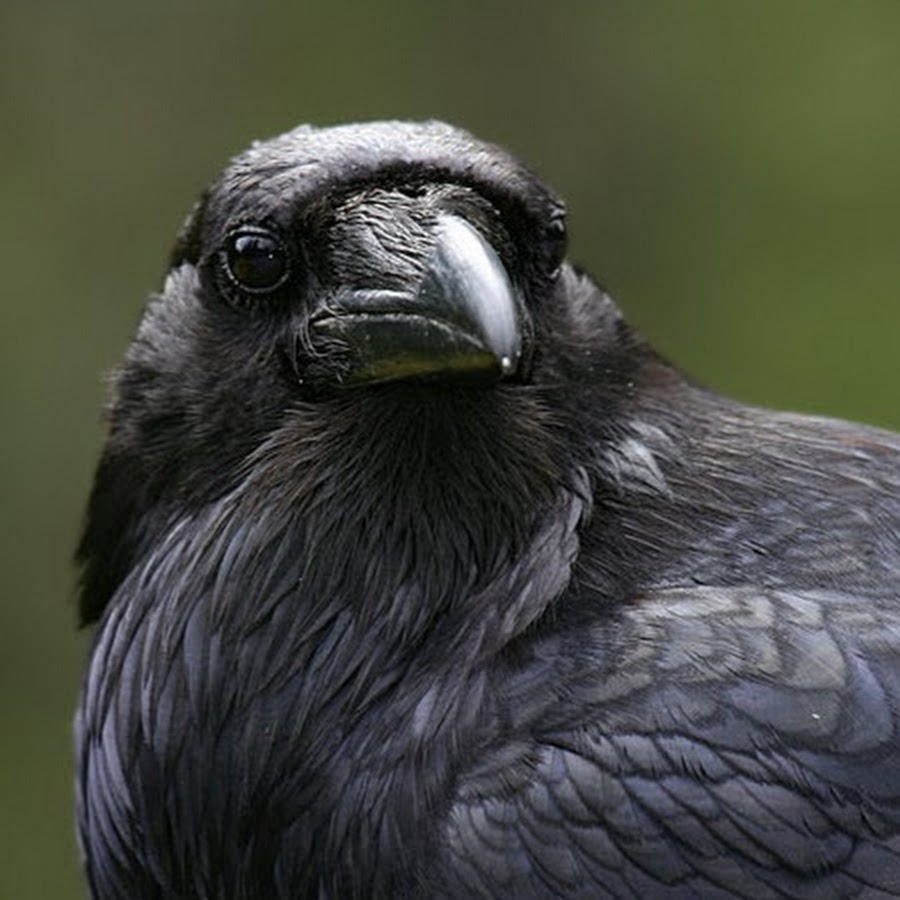 AKedOLSu7MbIkYMK1Nwv8jk_sZ51rKPHjDwlHlvTQcvfwQ=s900-c-k-c0x00ffffff-no-rj