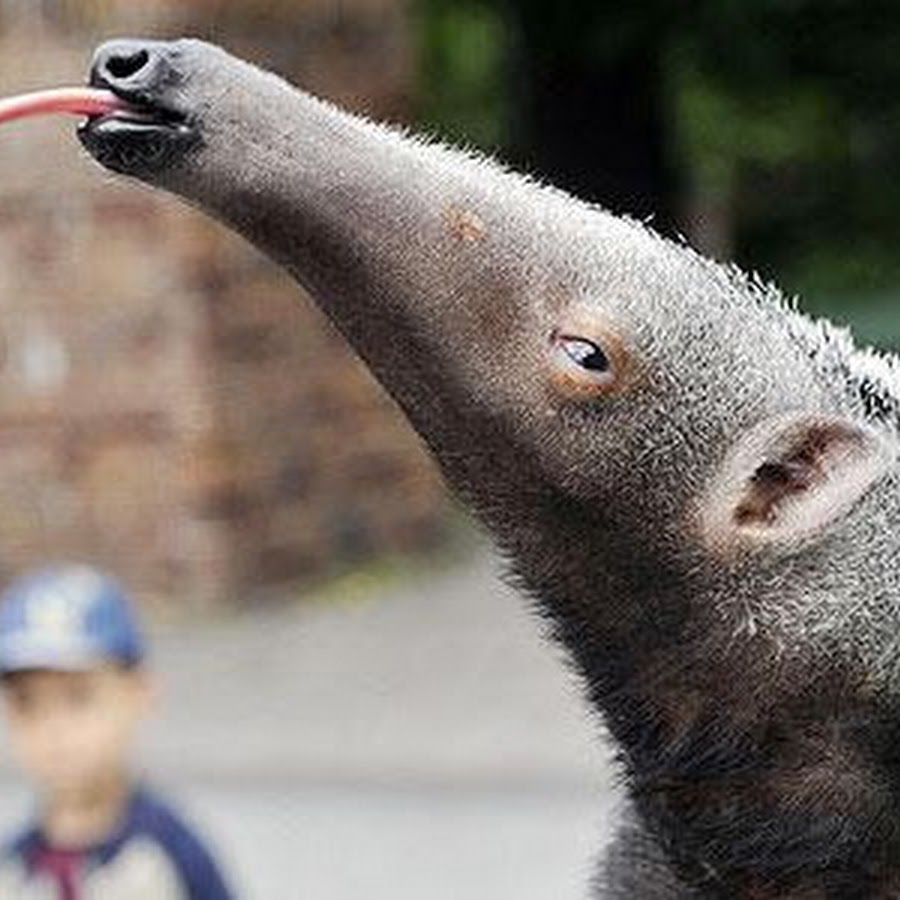 AKedOLTCpAbQbILdhJpGU0zx_jYuxnS53NH79ApV3fmX=s900-c-k-c0x00ffffff-no-rj