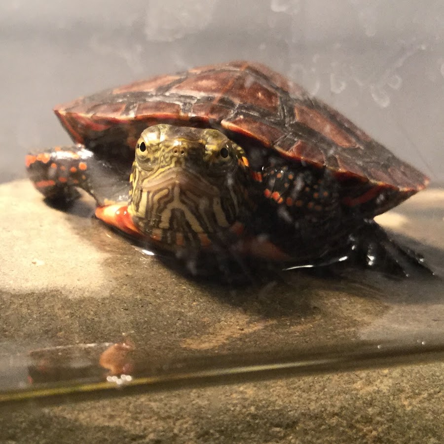 AKedOLTNGQ3b0hpSW_gLzBNOwE4ywvx761yadrfZ_utU=s900-c-k-c0x00ffffff-no-rj