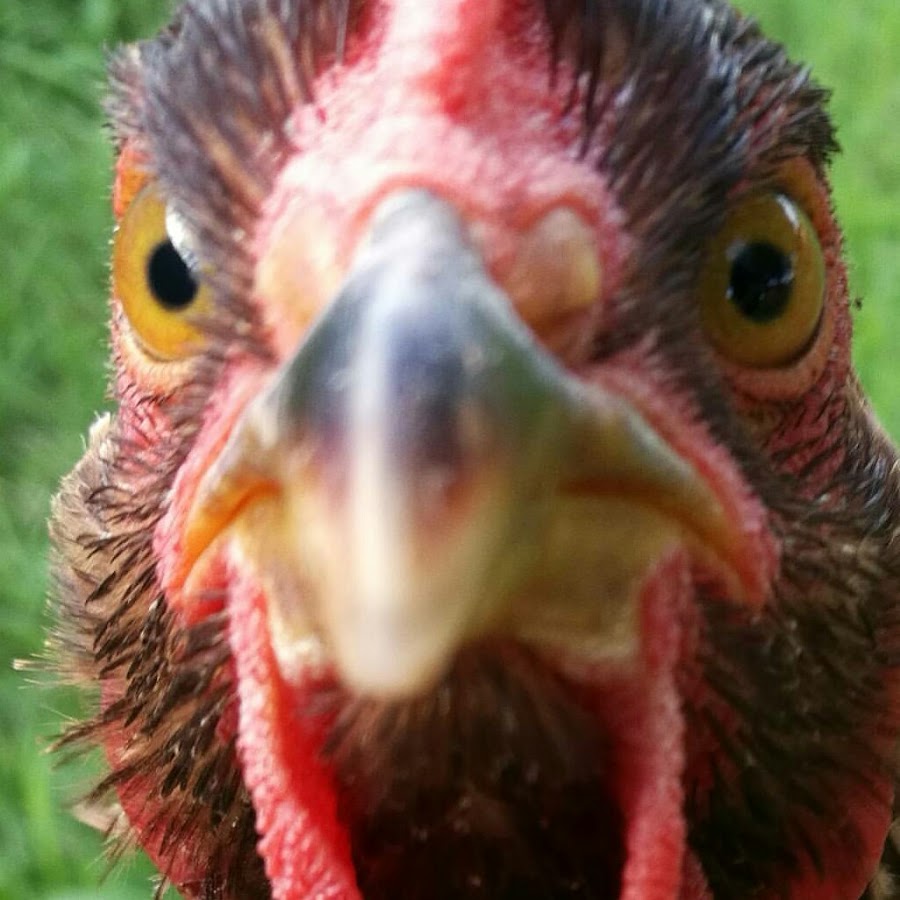 AKedOLT_zZU-j5ReFtZQ1Lb6jAkQN1_Gw5Jvt8aMzRvzaQ=s900-c-k-c0x00ffffff-no-rj