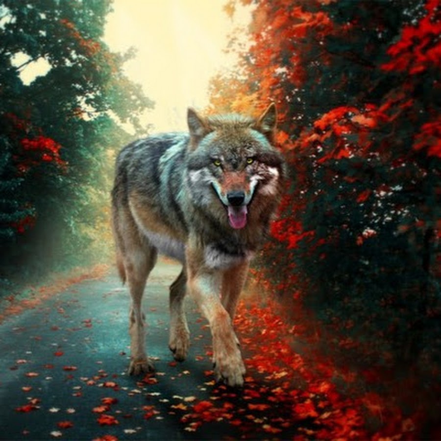 AKedOLTfnDC6wJ_9MpNI1k71lkHRmLLBA8CqjZcVsKTF=s900-c-k-c0x00ffffff-no-rj