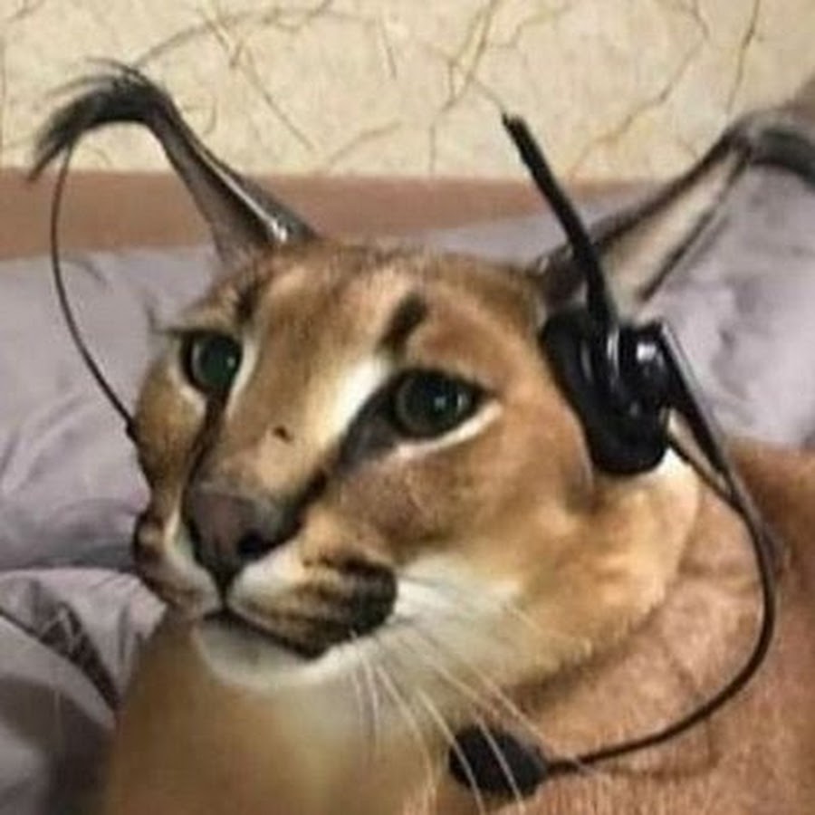 AKedOLTjfEoud4vC_26LBJ-OE9rHL-XrSlIZAfbpflZg6g=s900-c-k-c0x00ffffff-no-rj