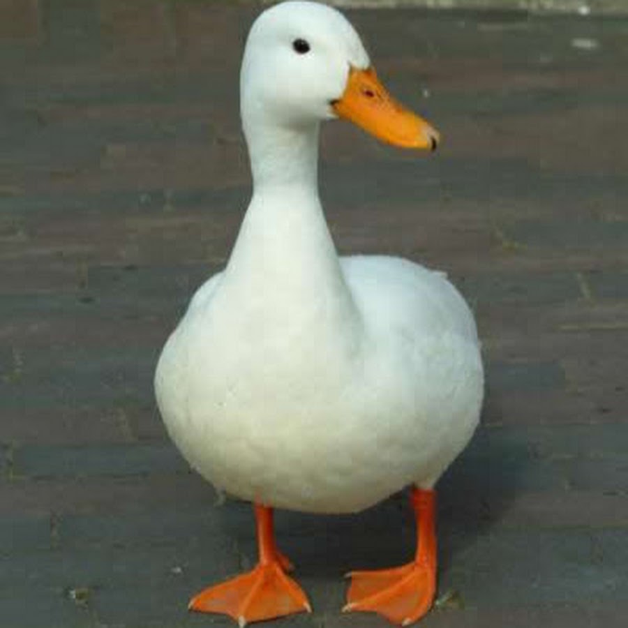 AKedOLTjkVSvAx0Ykycq4TDRidlTwVyVaZ6Ij 7mNMjR s900 c k c0x00ffffff no rj