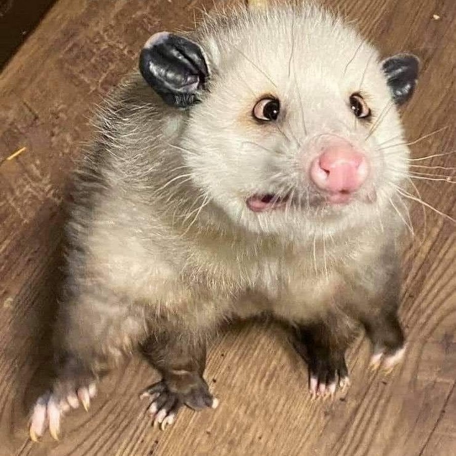 AKedOLTz0f-WGdj52RKS7TdLd3OnE-S5BD6xFjiwrpGAJA=s900-c-k-c0x00ffffff-no-rj