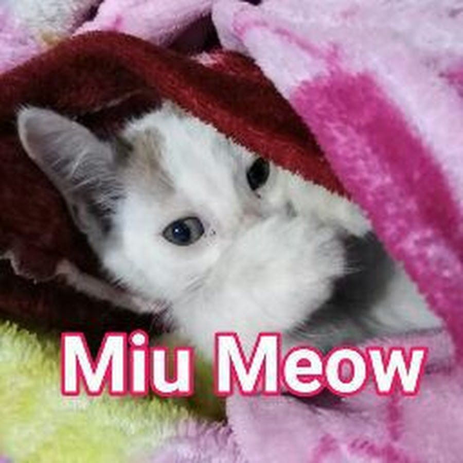 AMLnZu-0EuR3ilI-MeyXkfGDPb78arOsmAPtOe2rAnqMSQ=s900-c-k-c0x00ffffff-no-rj