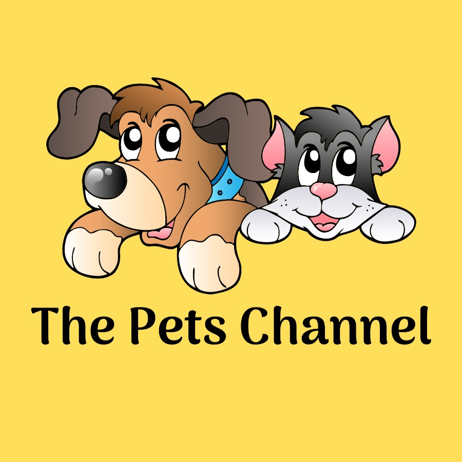 AMLnZu-0v94ORwcdN3GQHBZZeWhvHz5S6JCEn2z7upe71g=s900-c-k-c0x00ffffff-no-rj