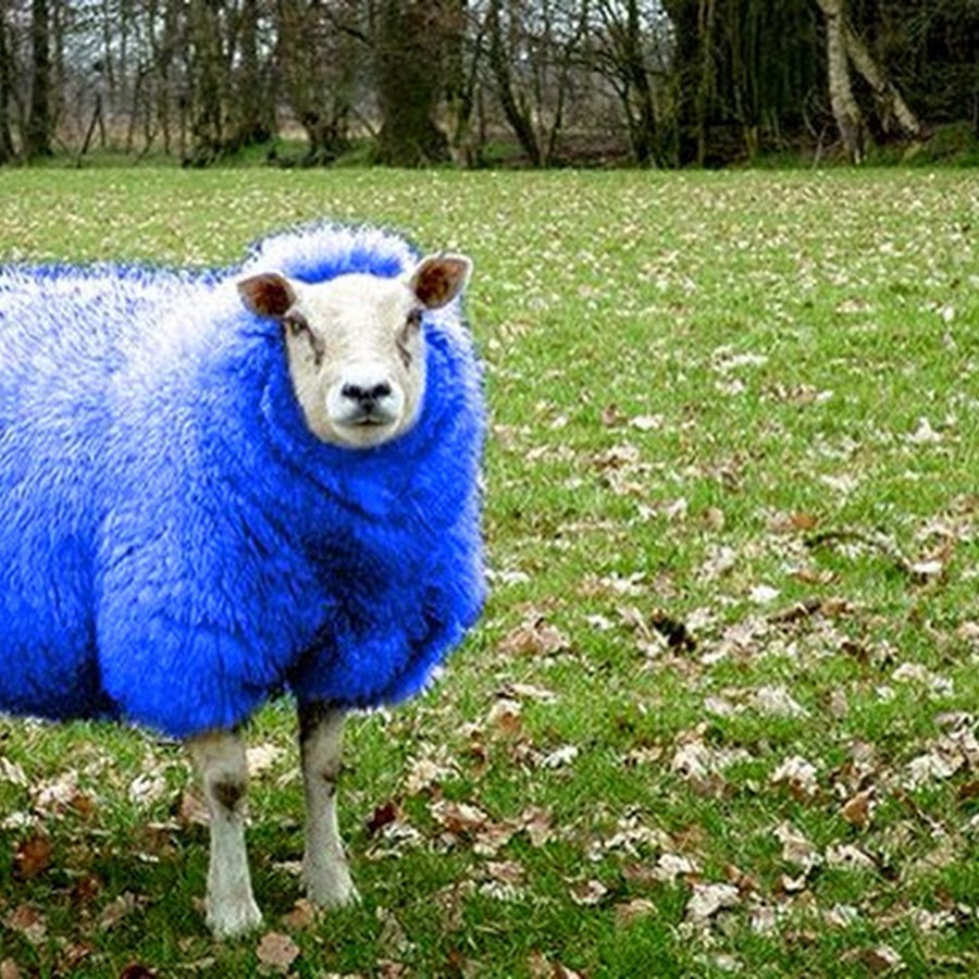 AMLnZu-1UQc45kRY6arUZ8149WeQ5Ik9wzILeDWMx6ms=s900-c-k-c0x00ffffff-no-rj