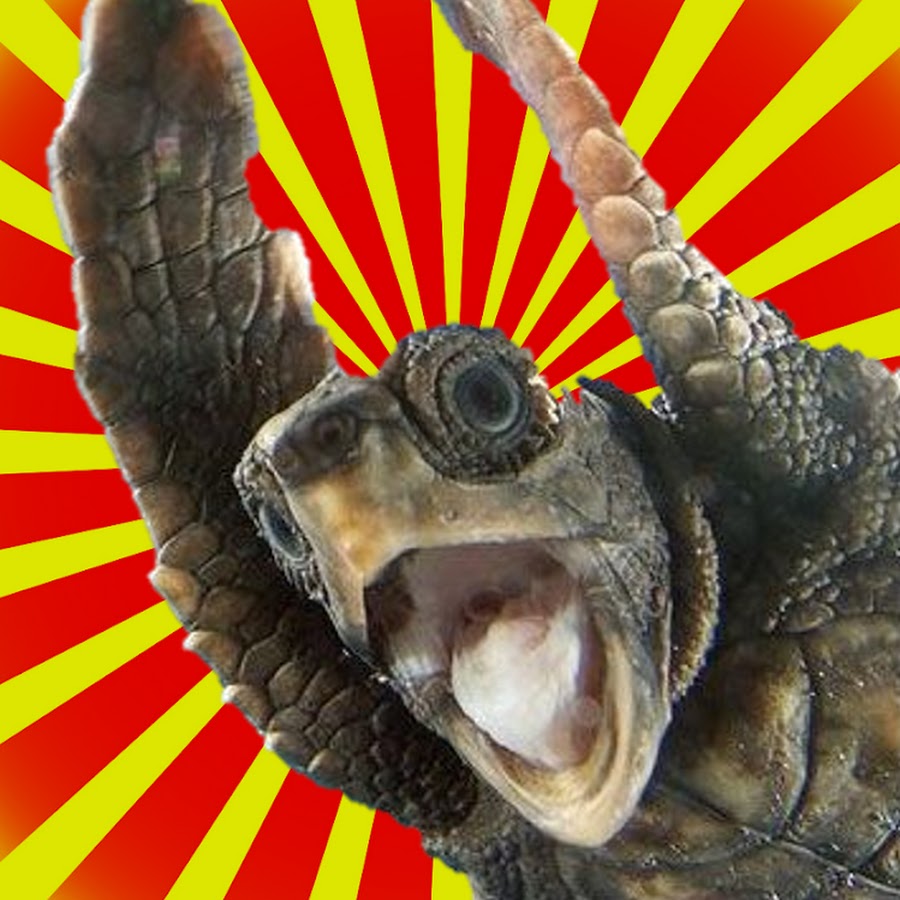 AMLnZu-1ZW_I_v7xWtnnrr5_AnVKW-PKDH8fKRJu-bbCFg=s900-c-k-c0x00ffffff-no-rj