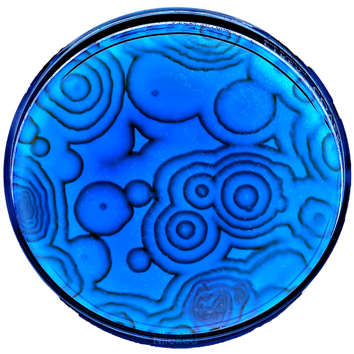 Vanwives Net Worth & Earnings (2023)