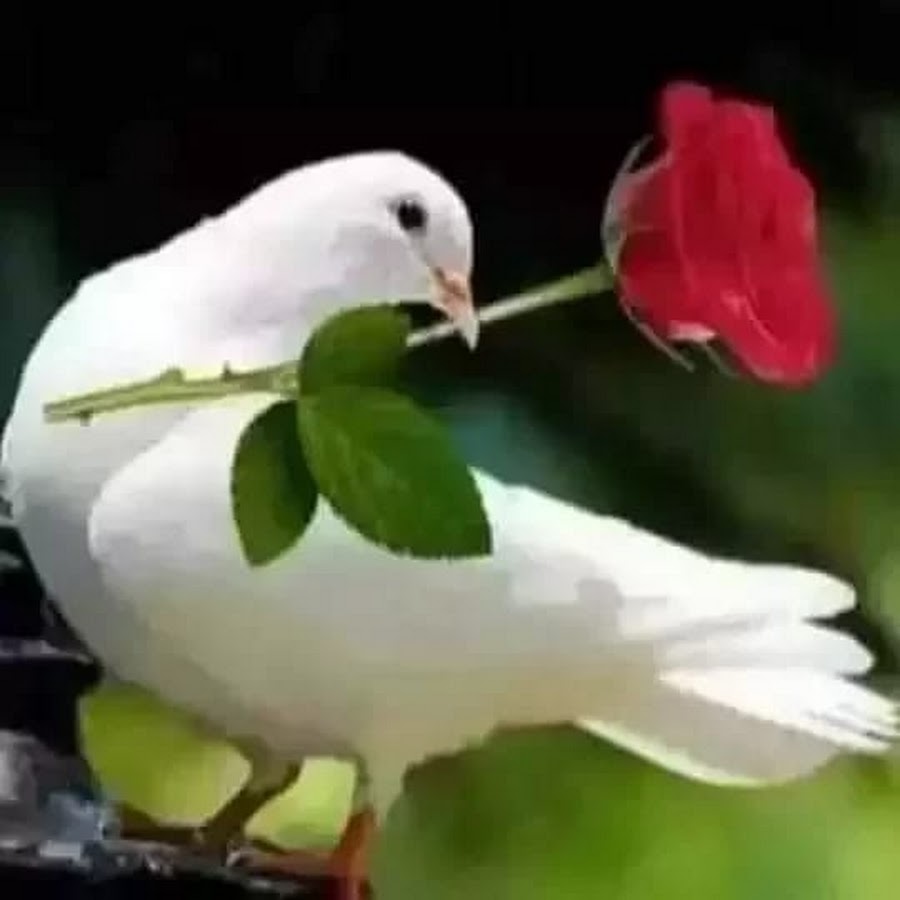 AMLnZu-A3AGbnxBCt0mClBRVqjMOI9sWeJBfFKkLDwsv=s900-c-k-c0x00ffffff-no-rj