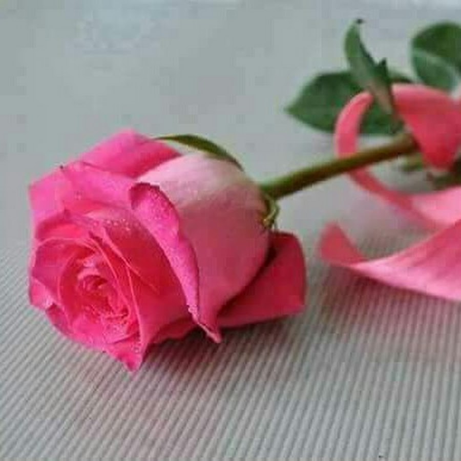 AMLnZu-FK1BzI7rOKy9_Y4xEvctfHp3vQZGb3iwj4gkR=s900-c-k-c0x00ffffff-no-rj