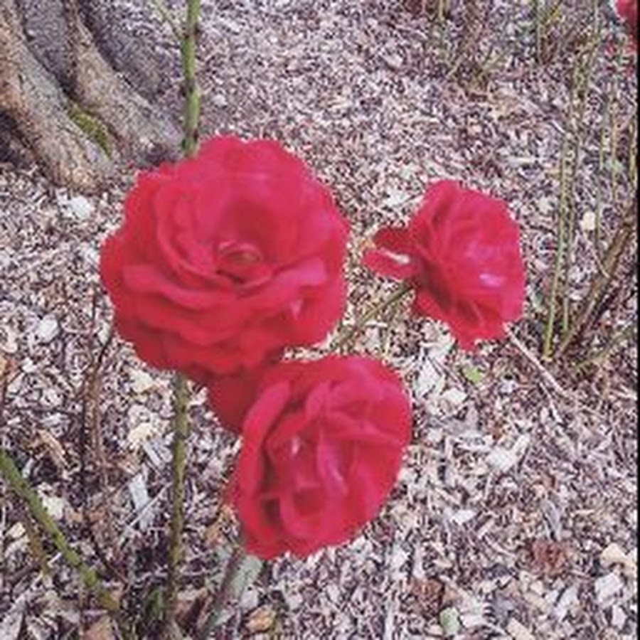 AMLnZu-_JE6kJFy5w2iHw1nVZt7hx3VH8b2EwY_eZ_DTBKY=s900-c-k-c0x00ffffff-no-rj