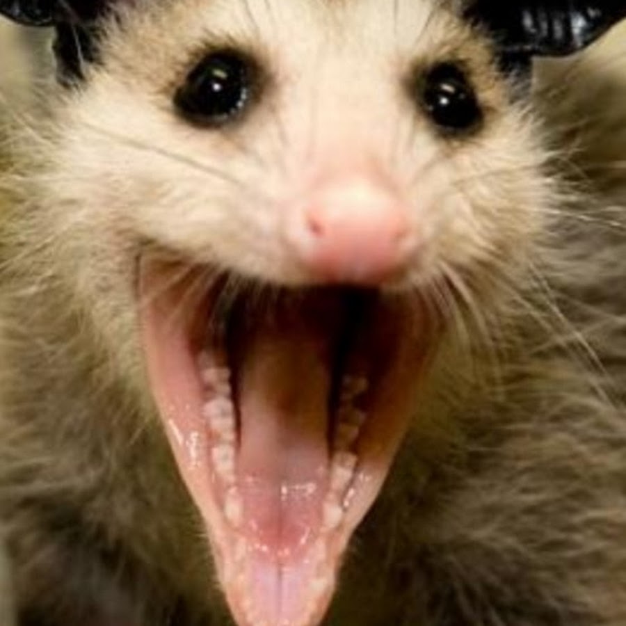 AMLnZu-f3DKvhODLqjZlD060KhBa7mYLjNsHm0oFUjFqGw=s900-c-k-c0x00ffffff-no-rj