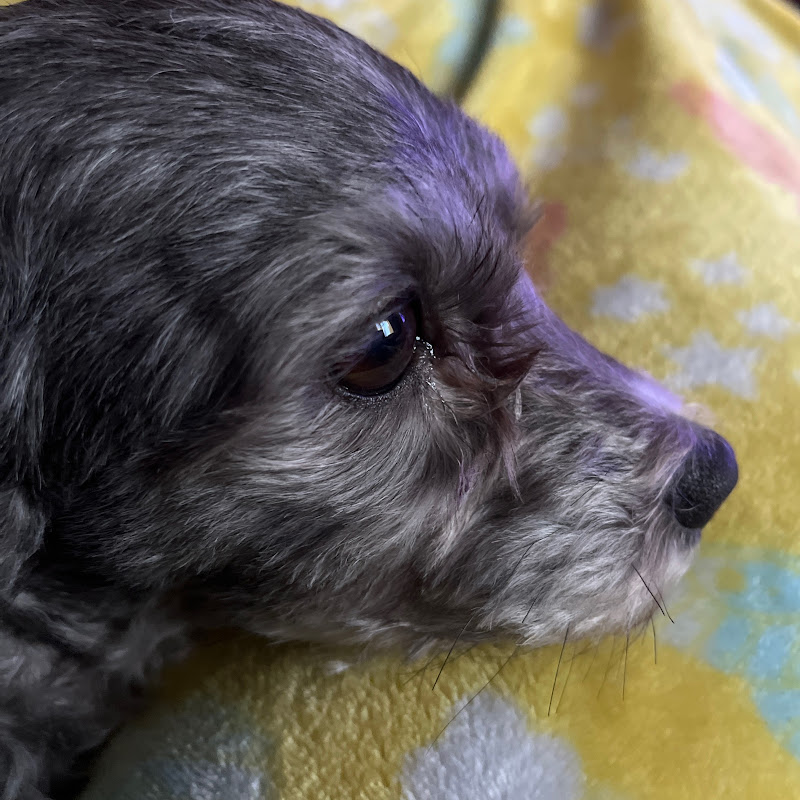 Sinnamon Roll YouTube Channel Subscribers Statistics - SPEAKRJ Stats