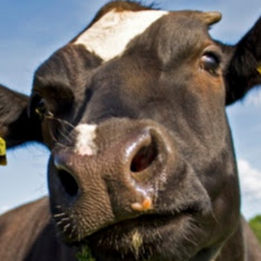 AMLnZu-zD32mn23uC1sxnHWdNDAbE1TJiIwczrgIPowo=s900-c-k-c0x00ffffff-no-rj