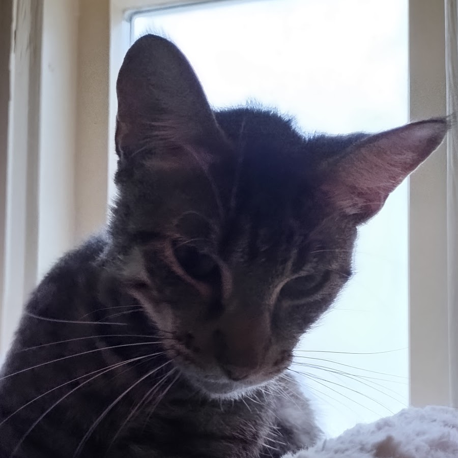 AMLnZu81T9h2KM3yQ9oXVBx7Y9HeIlOEnu-dV_ucRNbTBlM=s900-c-k-c0x00ffffff-no-rj