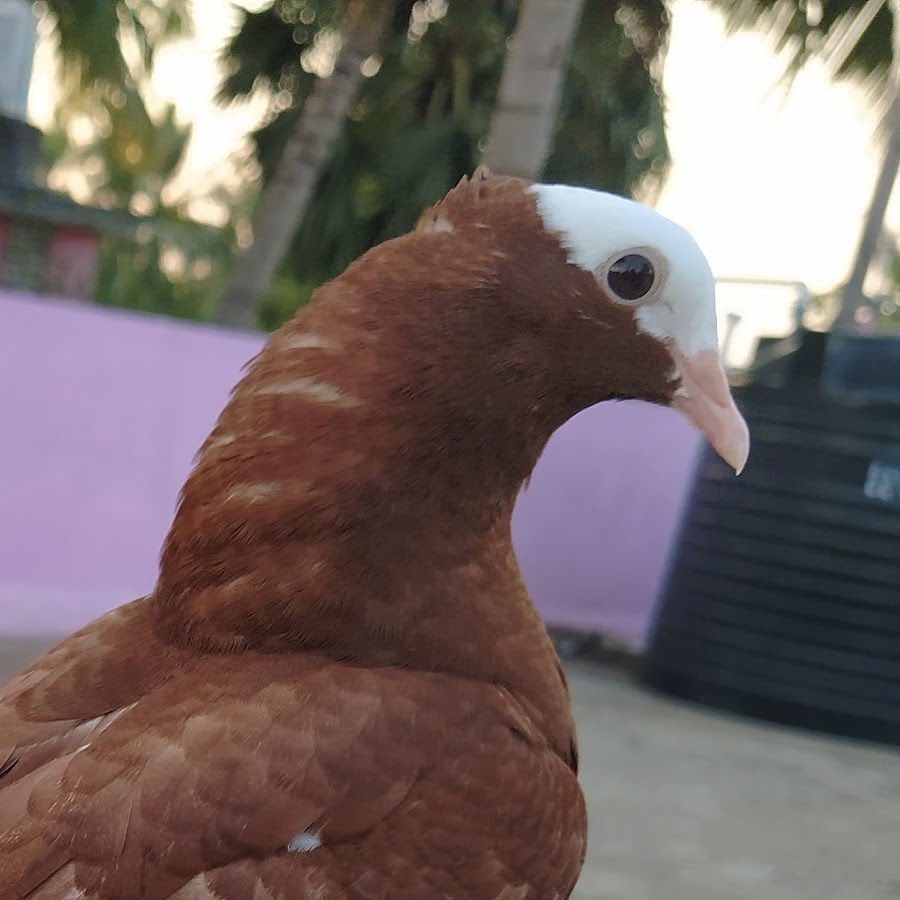 AMLnZu8CBRUKO_iGO65XlQfRdAOHgKqo0AlsZCLm5fDu6A=s900-c-k-c0x00ffffff-no-rj