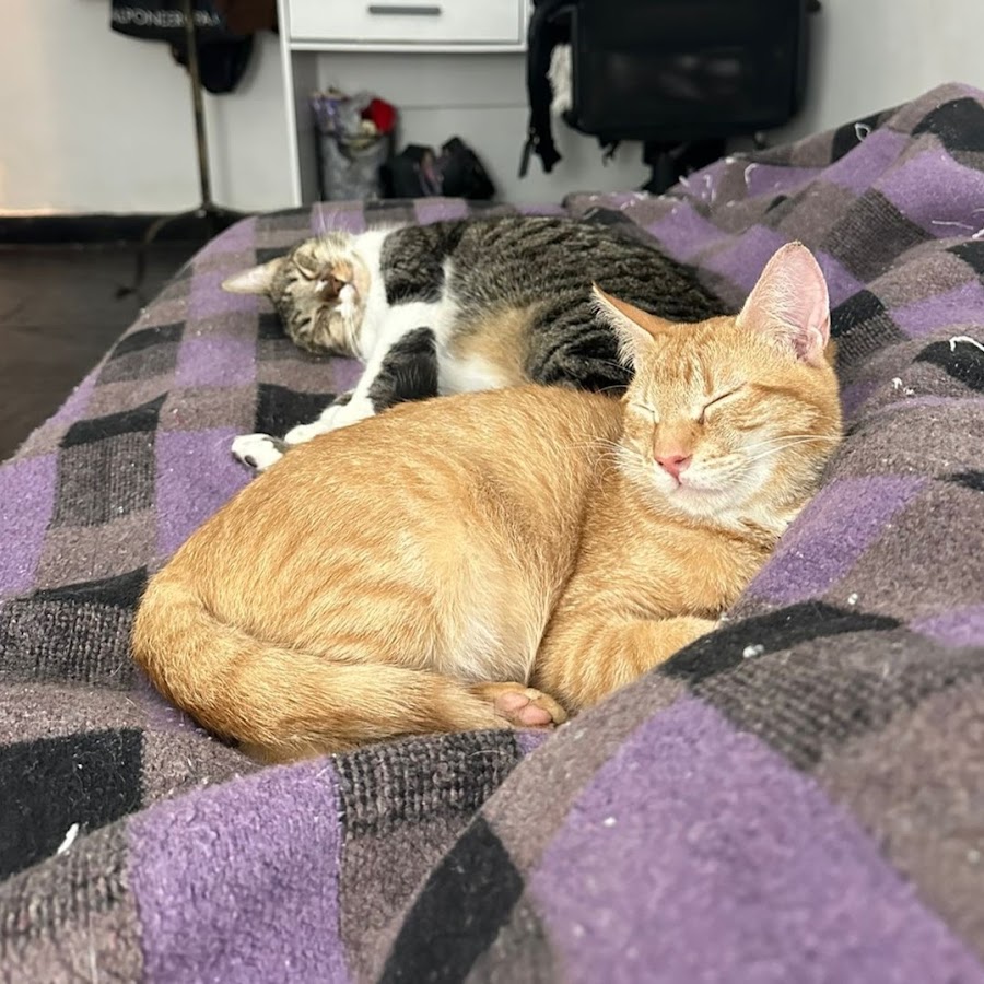 AMLnZu8H-bEru35TUJiG7X58tR9WIwItE40ixlzE3nUFHQ=s900-c-k-c0x00ffffff-no-rj