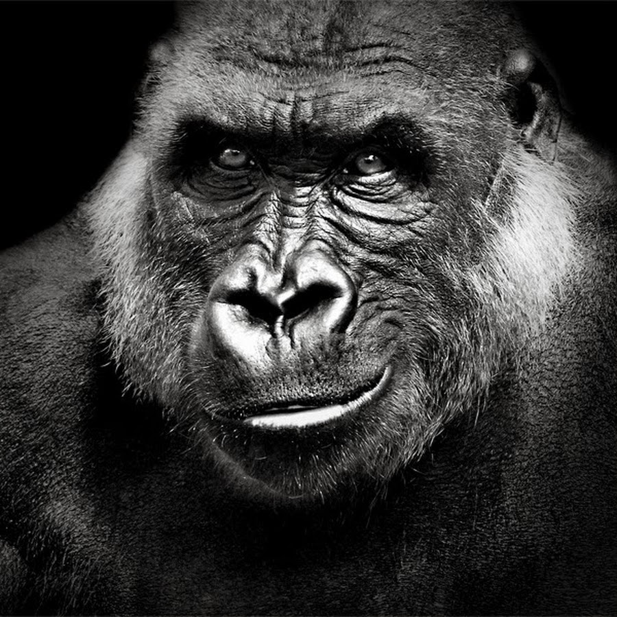 AMLnZu8I7UAzhijmRziYH2aFNaecgqut1VFKy3DbvlDIdQ=s900-c-k-c0x00ffffff-no-rj