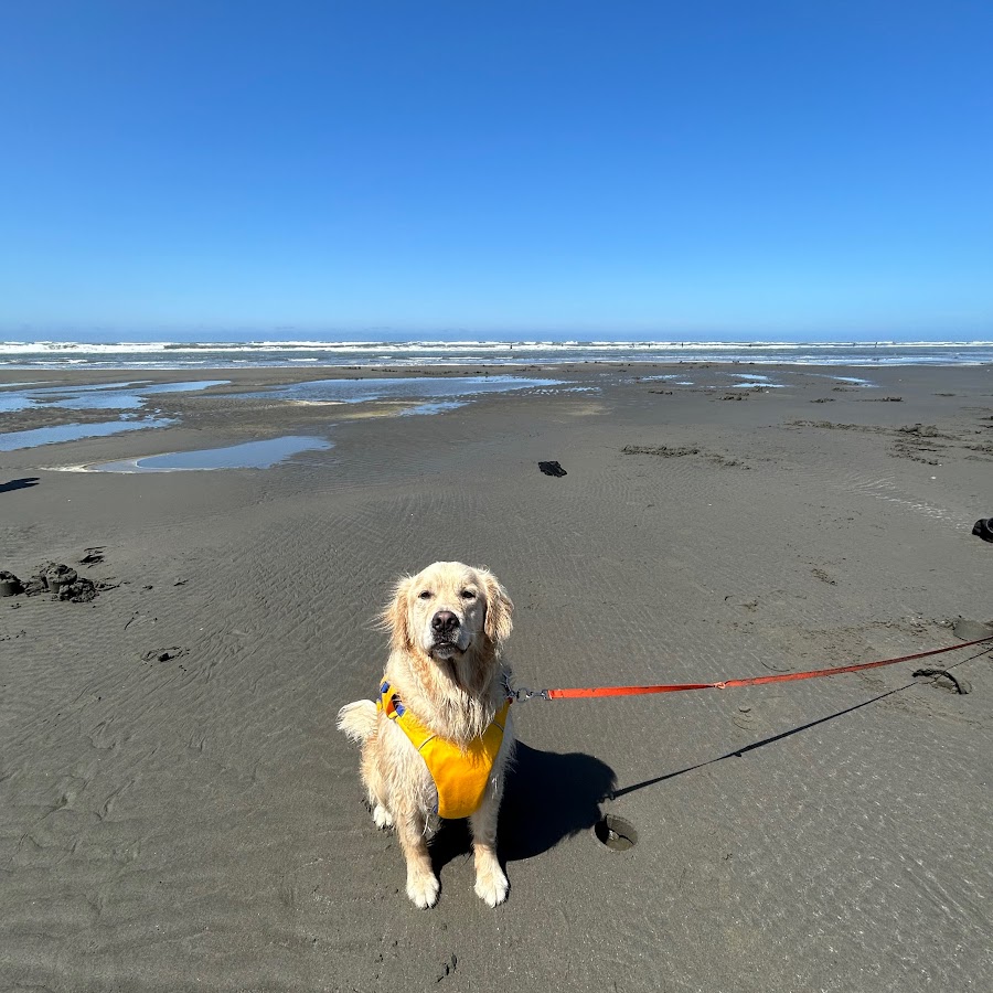 AMLnZu8NHs3VqNJ0X3wZNWywXiNh2iMbw4jsTrDc_XaJtQ=s900-c-k-c0x00ffffff-no-rj