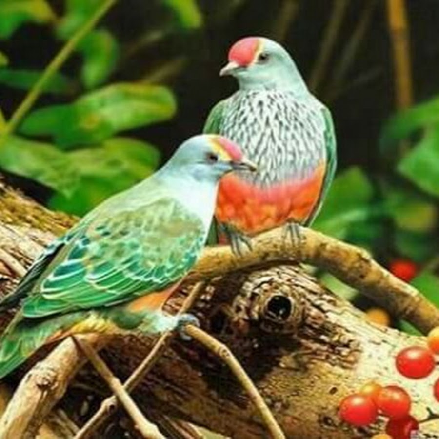 AMLnZu8RG1lvggrT4siN3dfuw0abUOTg436wxj0os76V=s900-c-k-c0x00ffffff-no-rj