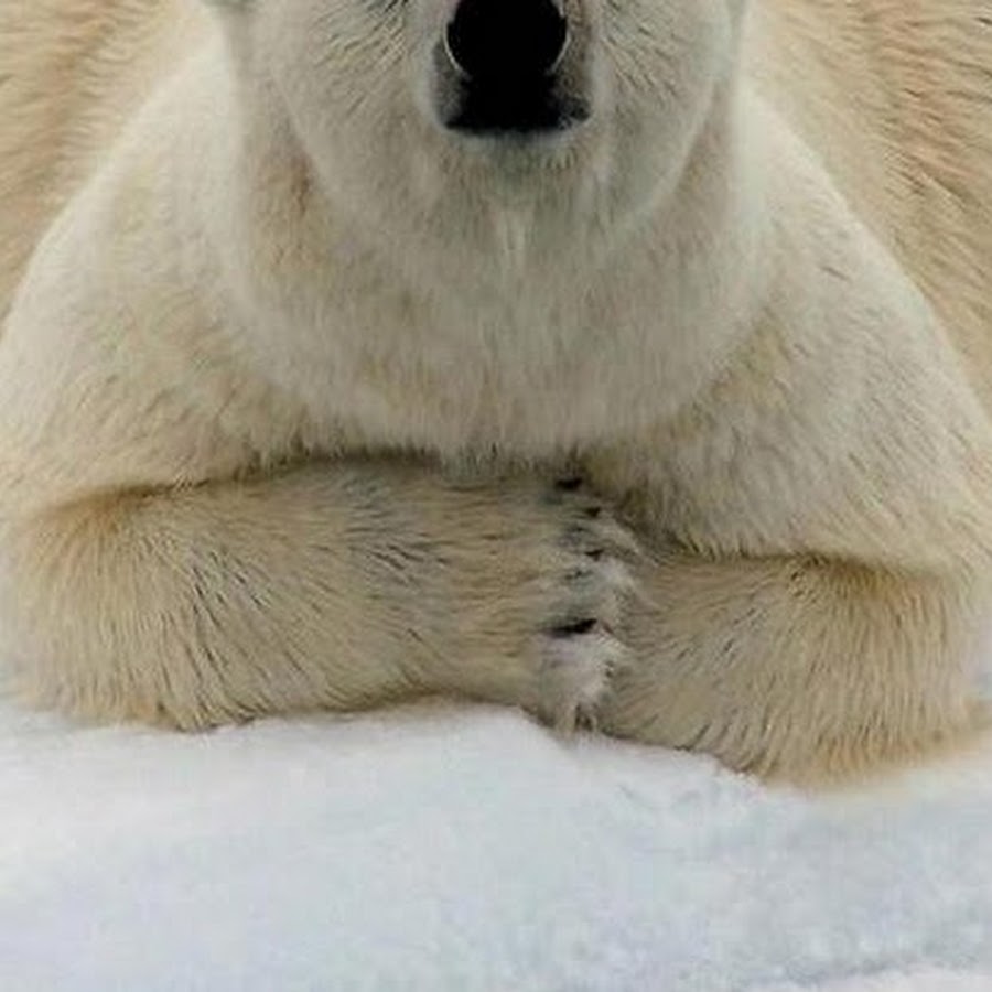 AMLnZu8SDOhTKenpxT4FVaewENuSEQii3u2cFaZxBHz1=s900-c-k-c0x00ffffff-no-rj