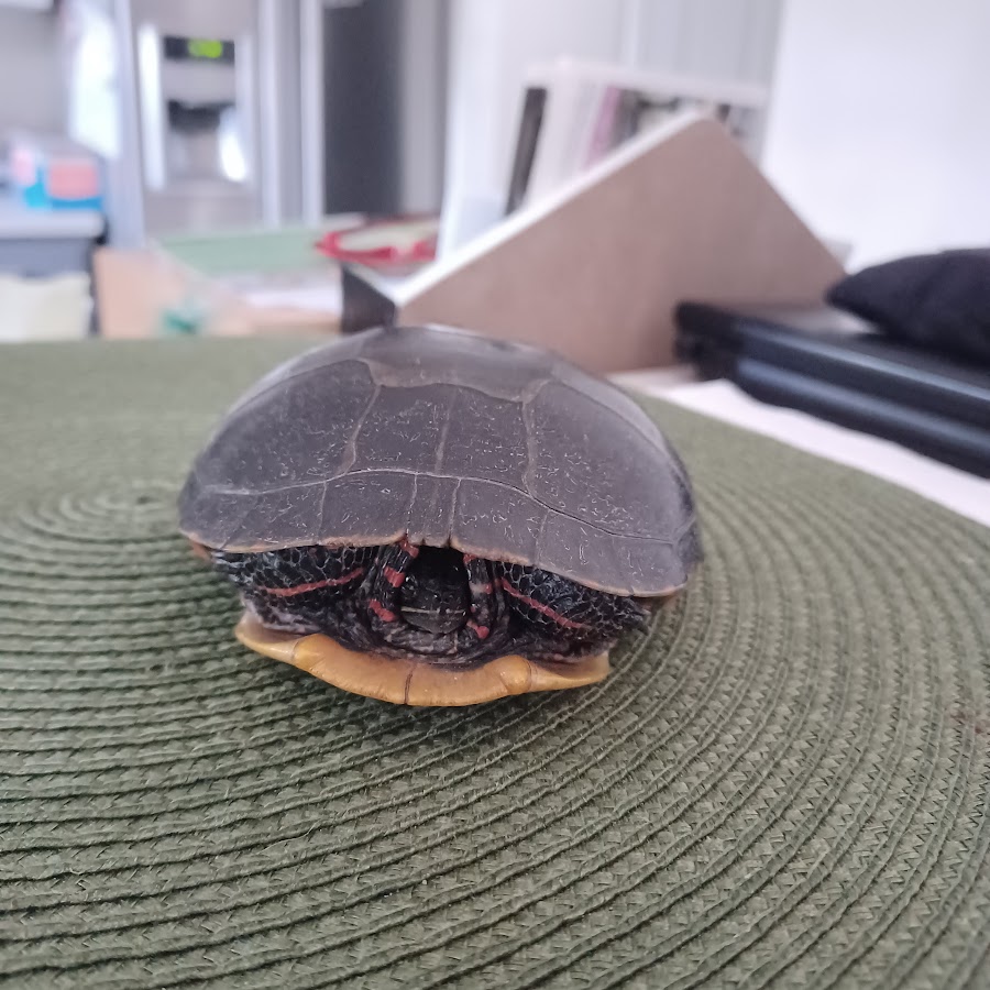 AMLnZu8c9rLqgBvmLjpNEkV4lDJiGJrU1qglHoES4kdUOw=s900-c-k-c0x00ffffff-no-rj