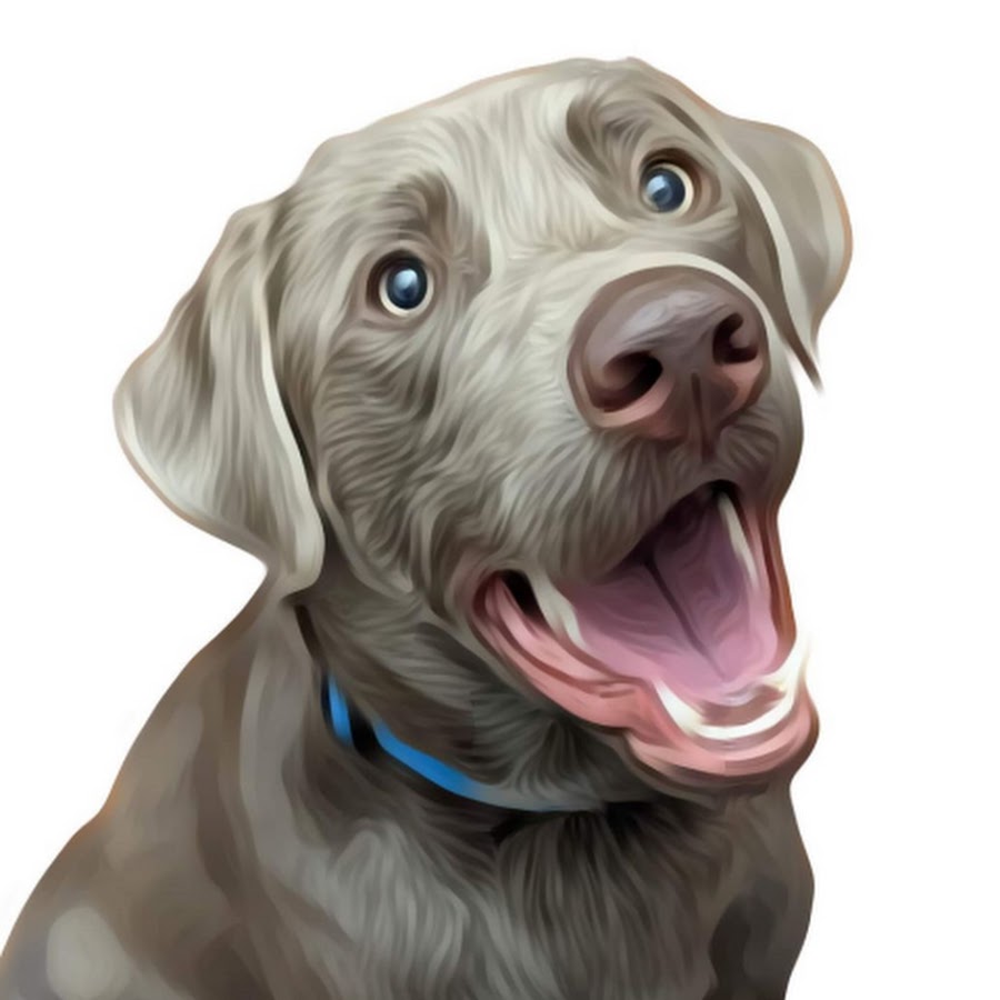 AMLnZu8eifLcWq5nUhTOCrFQ8m5JcUy4RG5Q52Gvt5Ea=s900-c-k-c0x00ffffff-no-rj