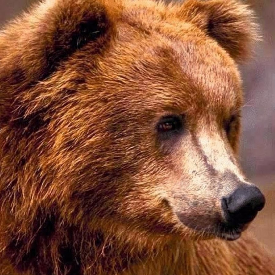 AMLnZu8irZMKW_7Xgl9Z0lV_aF7CqSruKBw5m-hod8ne=s900-c-k-c0x00ffffff-no-rj