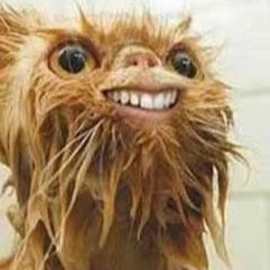 AMLnZu8racsinjbTUf4n-Ka4r46AM7g5AkgZ924I9-WV=s900-c-k-c0x00ffffff-no-rj