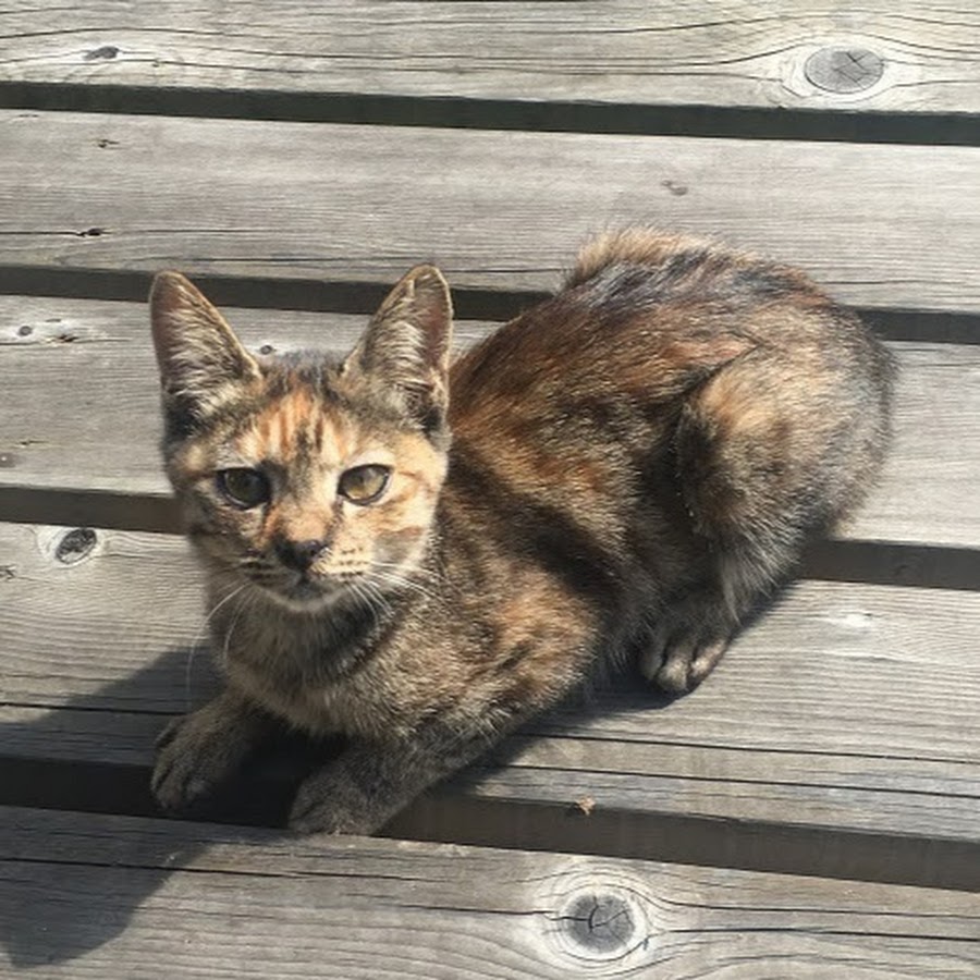 AMLnZu8rshj0620XdnCoLVPHZ9H4-TAndS80YA8P3M2n=s900-c-k-c0x00ffffff-no-rj