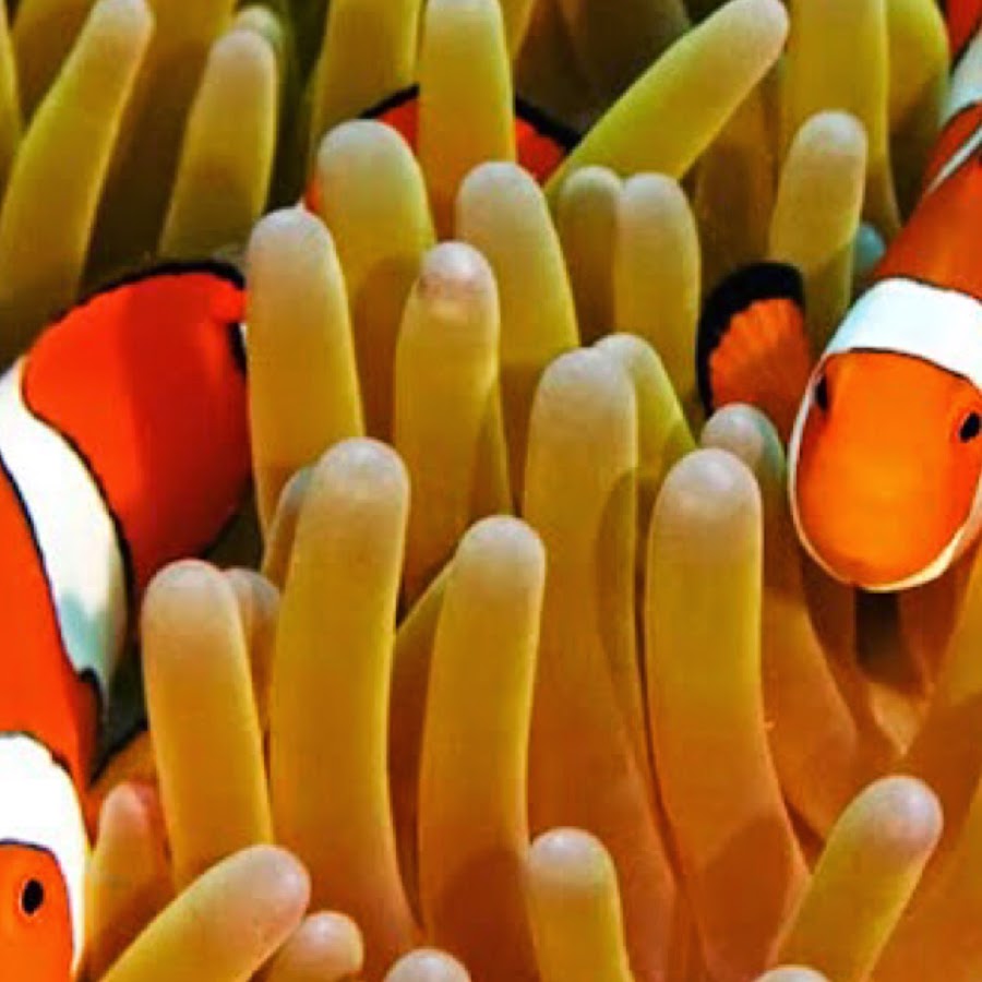 AMLnZu8sF_W8-CHbHNTpmPBT3Ifz6sKH3Q5uSl229C2C_w=s900-c-k-c0x00ffffff-no-rj