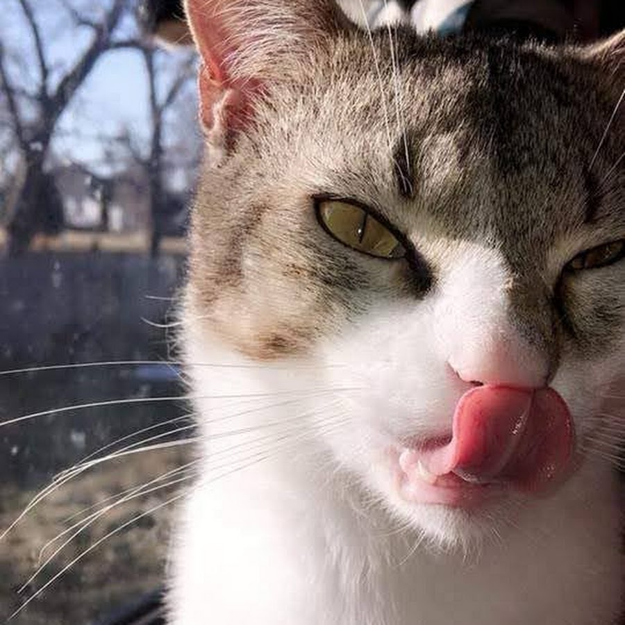 AMLnZu8t0JVCoGuZNJae26jr353SLTaJBk0hh5-1h9ox=s900-c-k-c0x00ffffff-no-rj