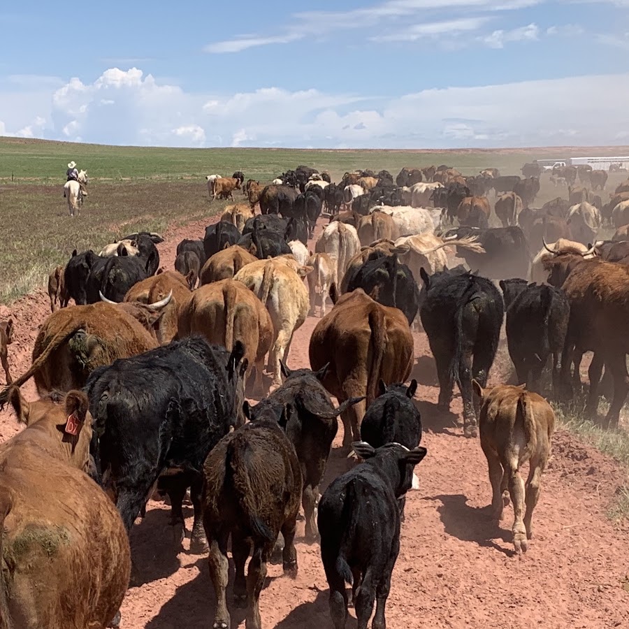 AMLnZu9J1arqrIZxfJu27KrEN14Tv1pd-7-Pj4We47CQ6z0=s900-c-k-c0x00ffffff-no-rj