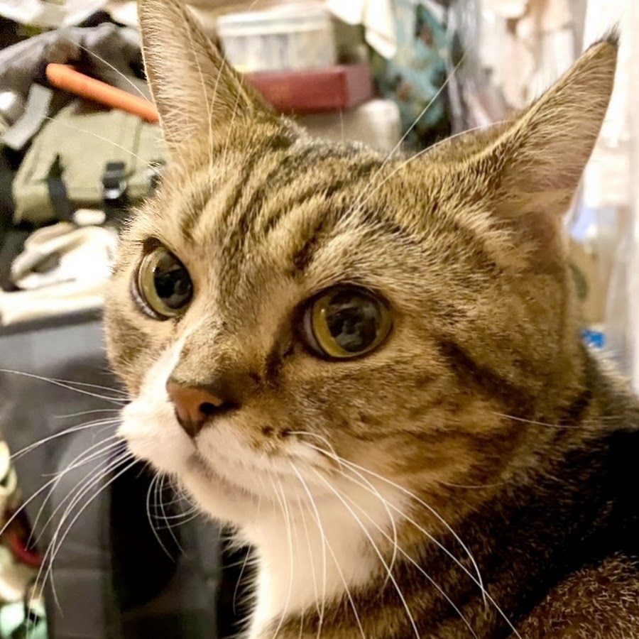 AMLnZu9QN5gxpo7vN8rbh-dKka80qVrqgBntfQRKTUF6mWA=s900-c-k-c0x00ffffff-no-rj