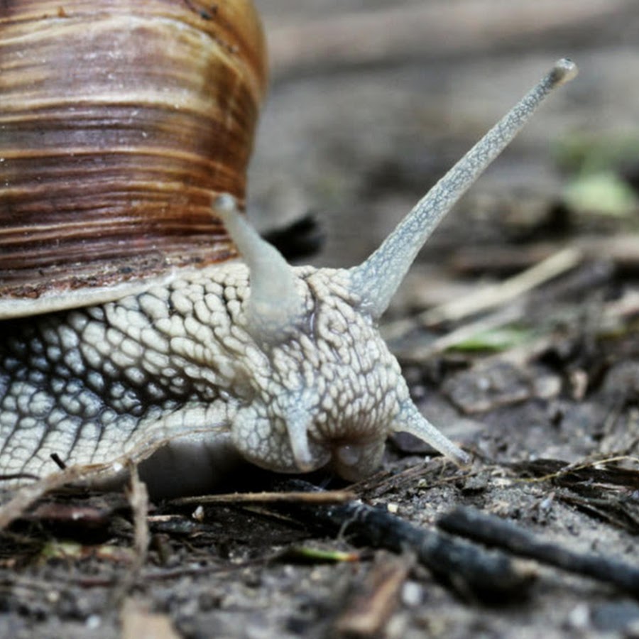 AMLnZu9QaDwe-JSINWnSaAtDV59sOERPi25dgw1i1lpq8w=s900-c-k-c0x00ffffff-no-rj