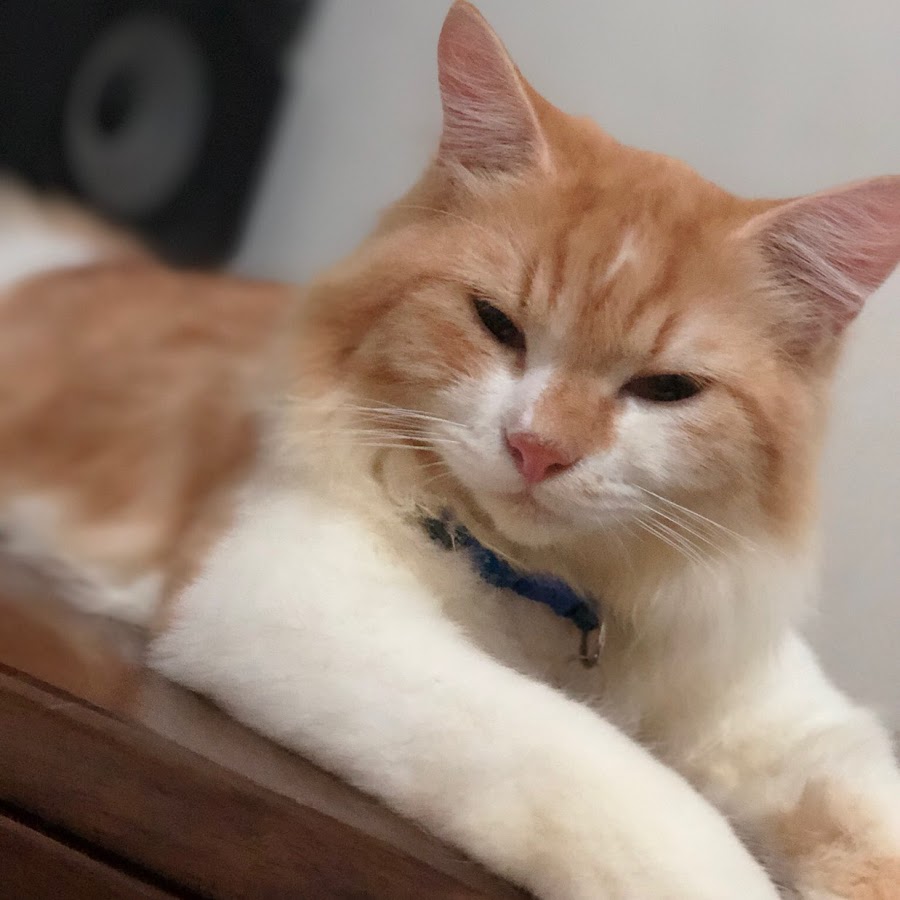 AMLnZu9QwVHLvPnLNDAIEw_9pO5x6uLq0FwxKpcYeoKF=s900-c-k-c0x00ffffff-no-rj