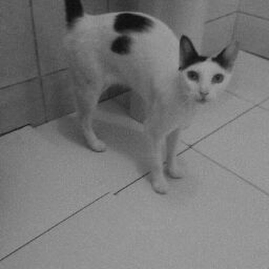 AMLnZu9RholLbgKoHdpI3d0N_eXwl_HYEgFFY3lvjGIzDw=s900-c-k-c0x00ffffff-no-rj