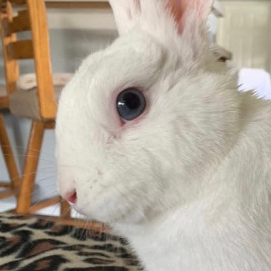 AMLnZu9VybtuK6ToMMgCtsai7i9CH3xgpFoNUQHHRt07jQ=s900-c-k-c0x00ffffff-no-rj